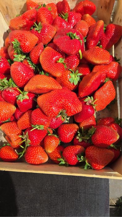 Capsuni Amandine și Murano Craiova • OLX.ro