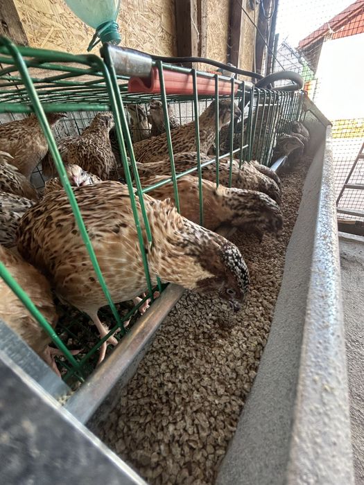 Vand prepelite de doferite varste Cismele • OLX.ro