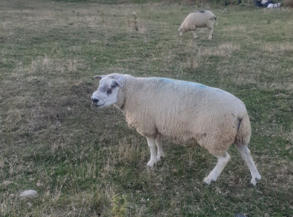 Berbeci rasă texel Bistrita • OLX.ro