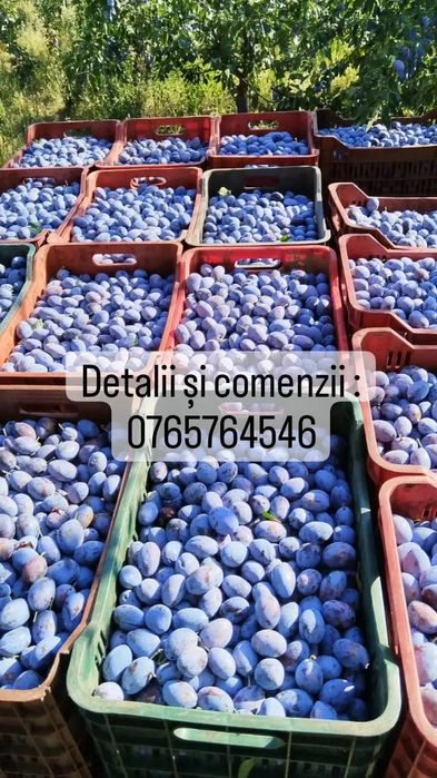 Prune pentru țuică și palincă Oradea • OLX.ro