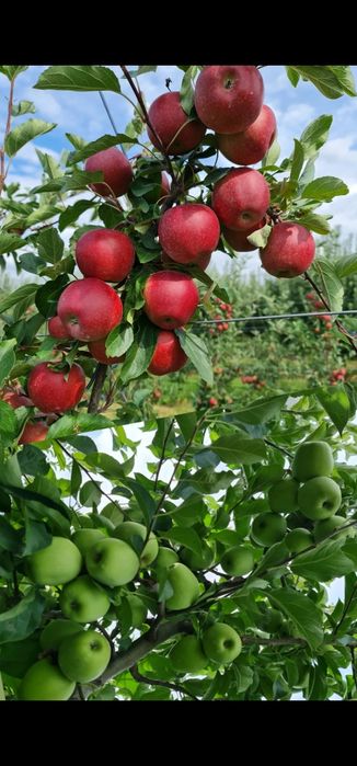 Mere Gala/Golden Dragaesti-Pamanteni • OLX.ro