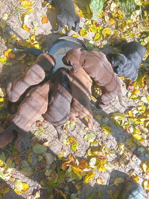 Donez catei – metisiLimier Bavarez si Copoi Ardelenesc, 3 luni Pluton ...