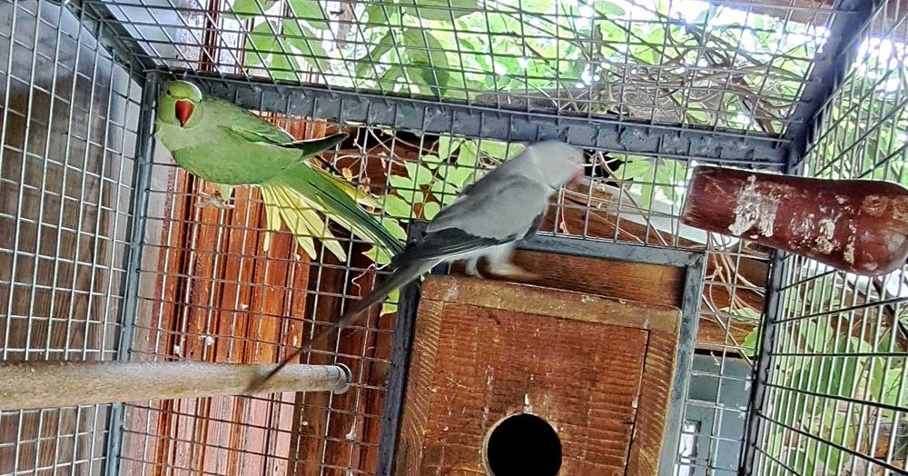 Papagali Micul Alexander Cugir • OLX.ro