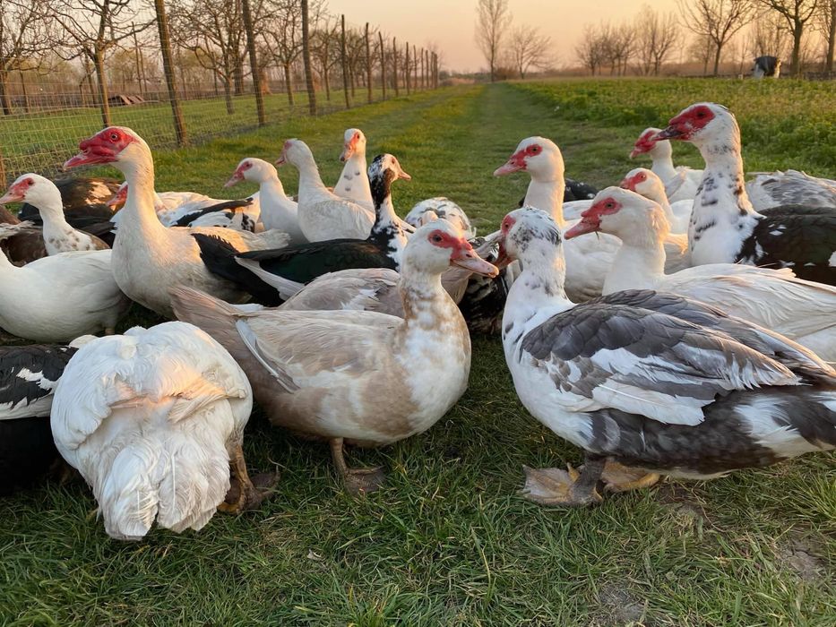 Oua de rata muta pentru incubat Dorobanti • OLX.ro