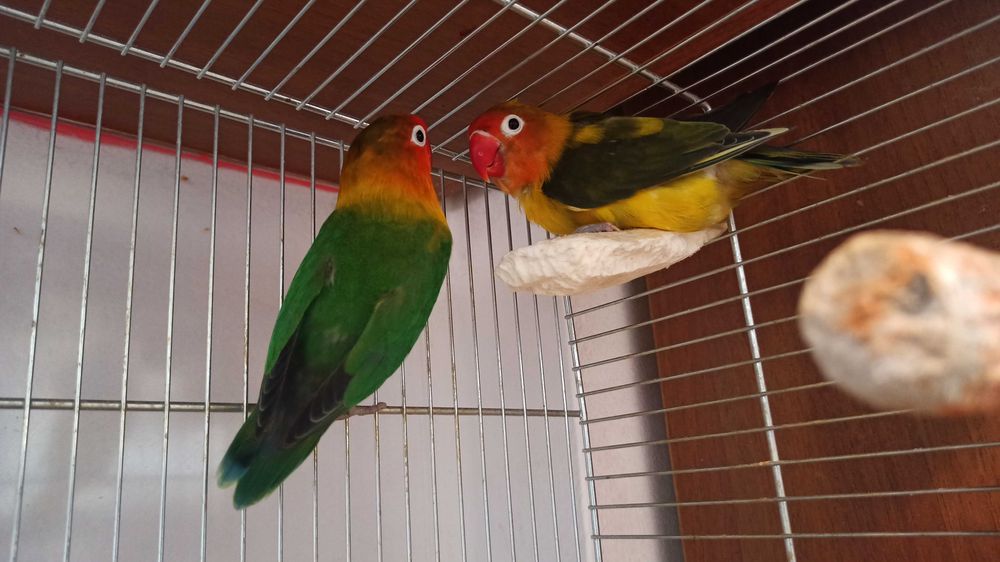 Papagali Agapornis Fischer cu colivie si accesorii Oradea • OLX.ro