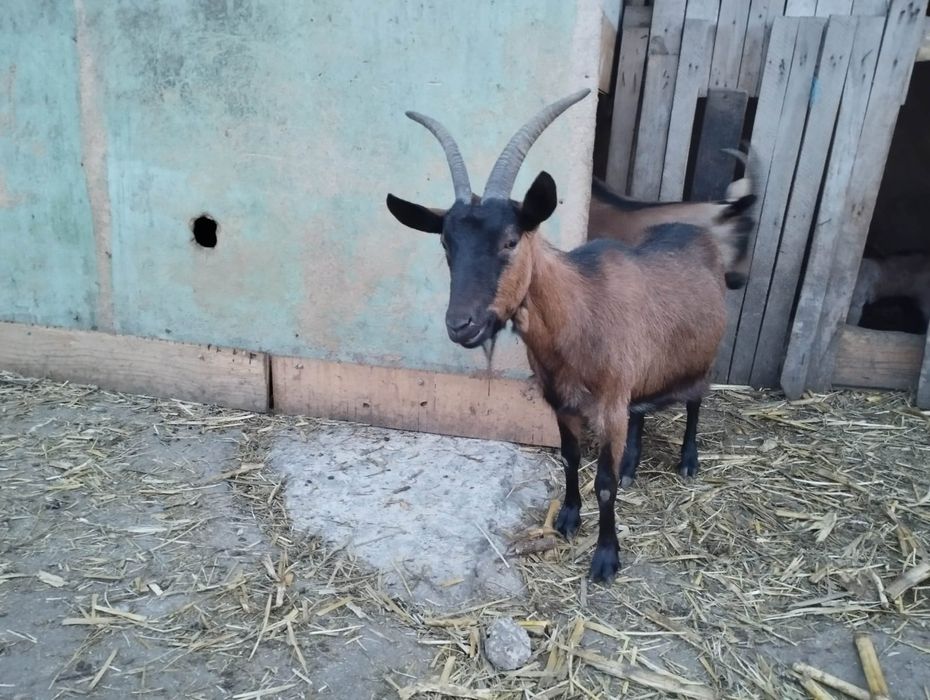 10 capre cu lapte și 1 țap Oinacu • OLX.ro