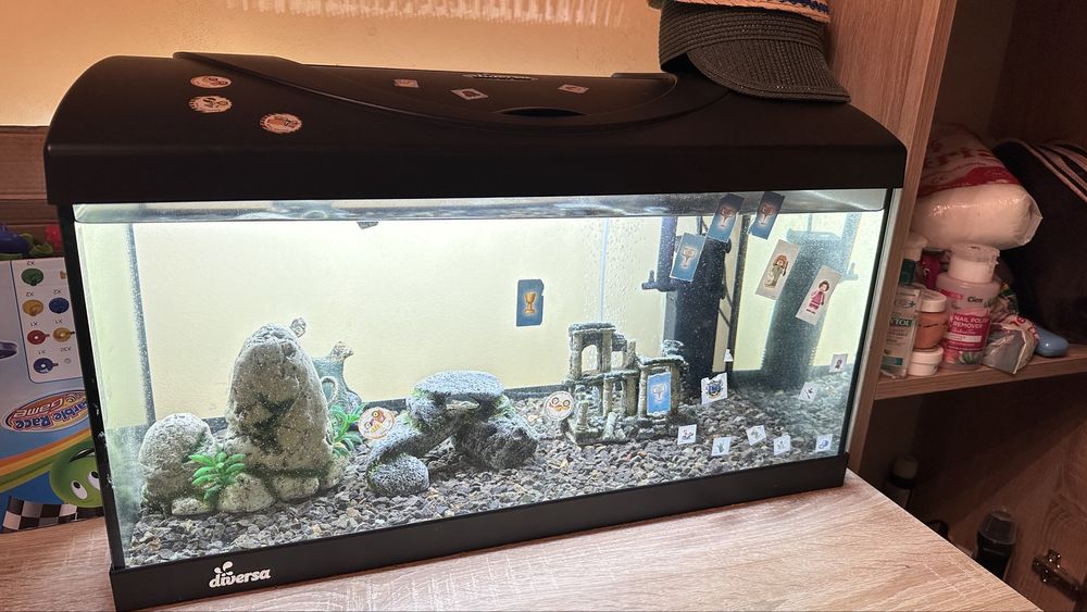 Vand Acvariu Diversa Craiova • OLX.ro