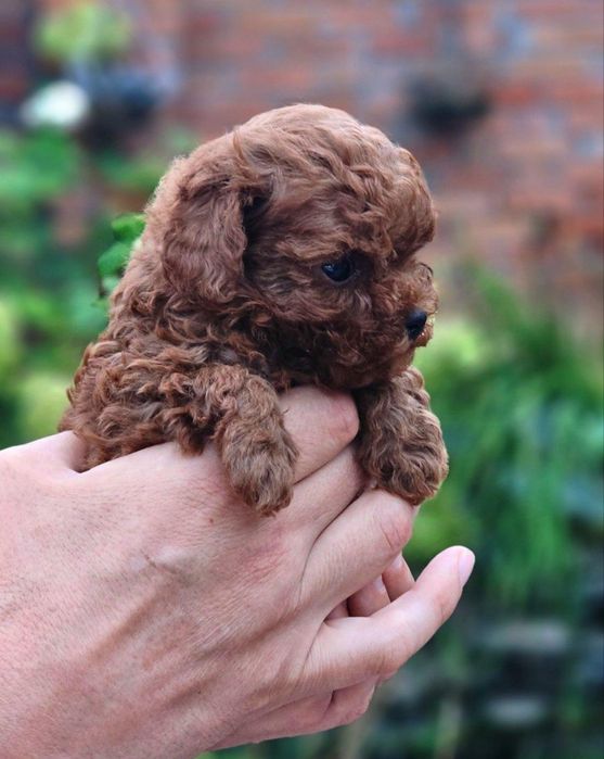 Pui pudel mascul Bucuresti Sectorul 1 • OLX.ro