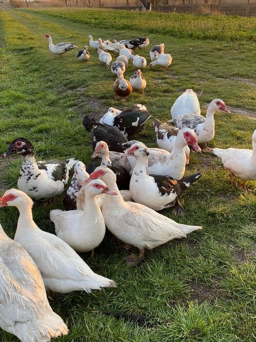 Oua de rata muta pentru incubat Dorobanti • OLX.ro