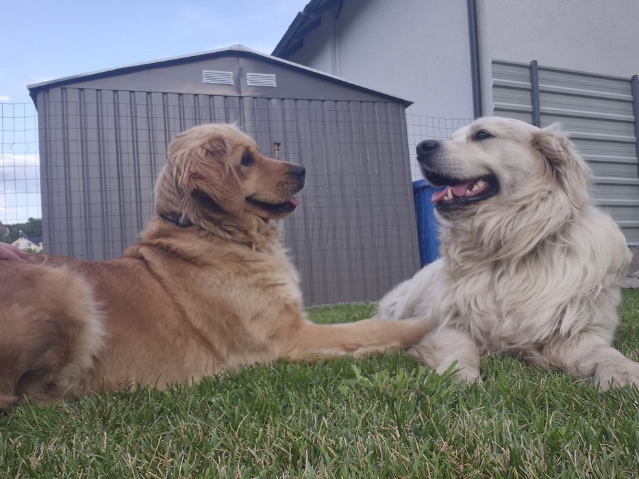 Pui Golden Retriever cu Pedigree Tip A Suceava • OLX.ro