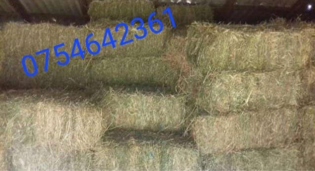 Vand baloti de fan cu otava Botosani • OLX.ro