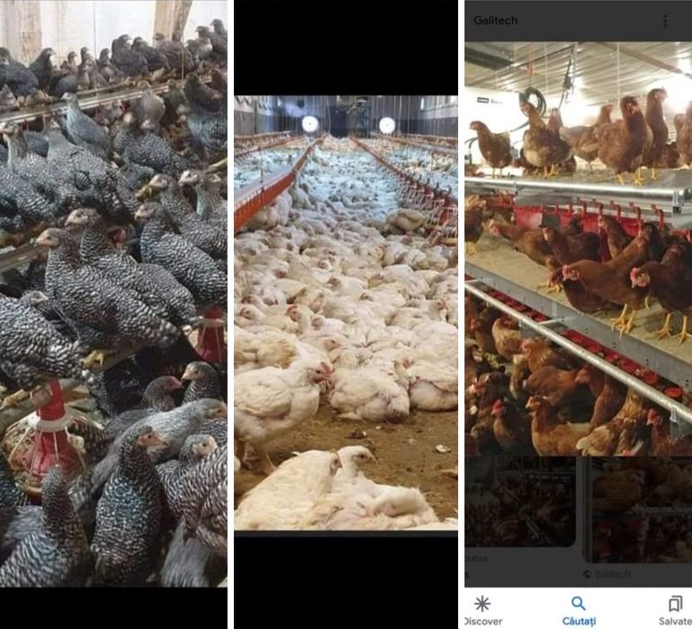 Livram puii și găini outoare Buzau • OLX.ro