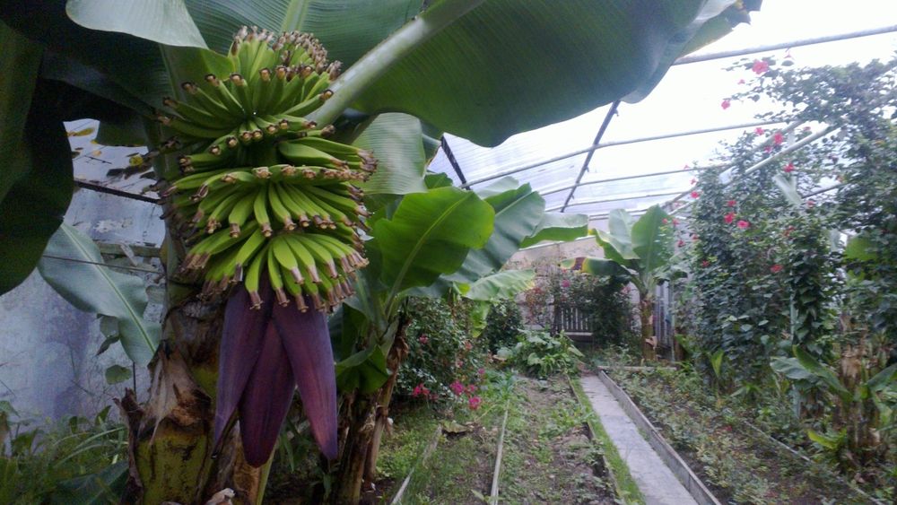 Банан кучати сотилади: 115 000 so’m - Bog'-tomorqa Toshkent на Olx