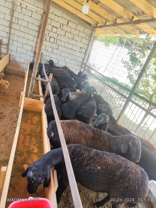 Qoy Qo'y Qo'chqor Qurbon hayiriga aqiqa ehsonga sotiladi: 65 000 сум ...