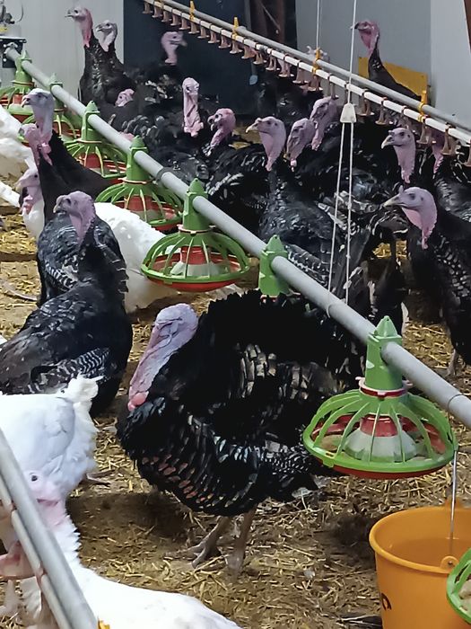 Curcani de țară!!! Chiajna • OLX.ro