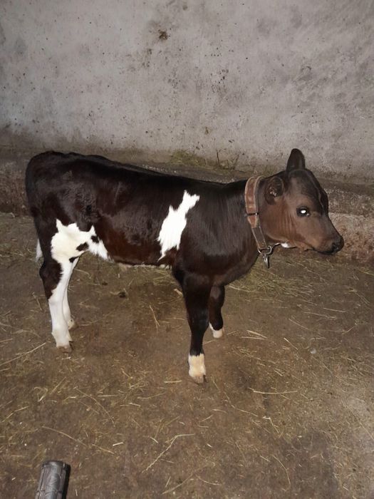 Foarte cuminte la muls !Baltata Românească Valeni • OLX.ro