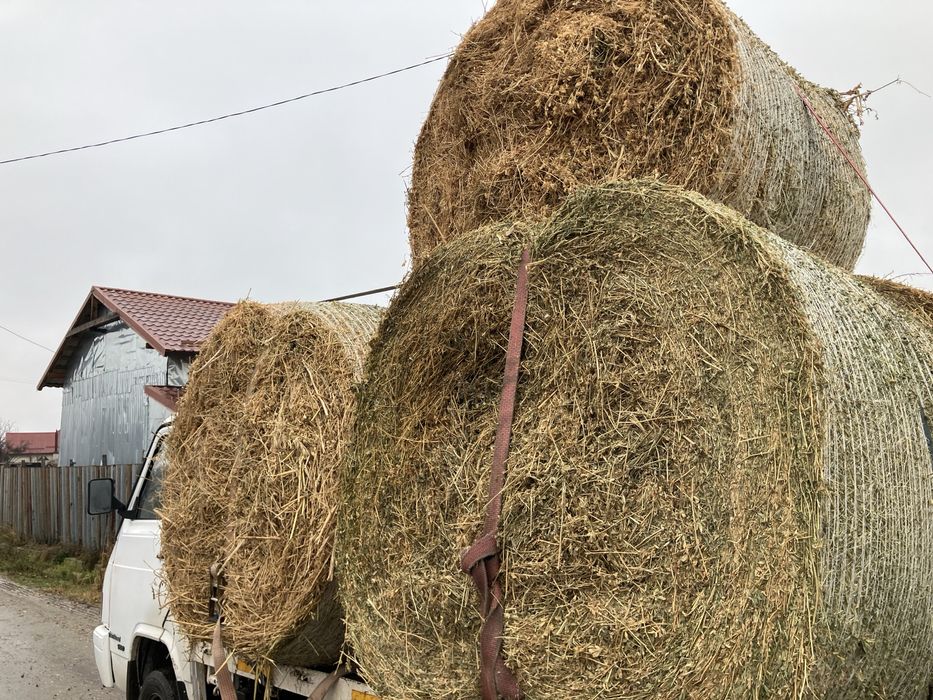 Baloti lucerna verde Rosiori de Vede • OLX.ro