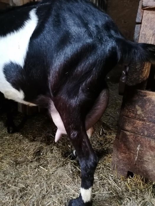 Vând doua capre anglonubiene cu pedigree de Cehia gestante în 4 luni Rosiori de Vede • OLX.ro