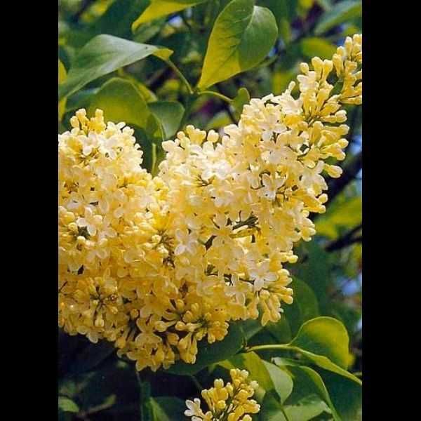 Liliac rosu batut ,alb, roz mov purpuriu syringa floare batuta galbena ...