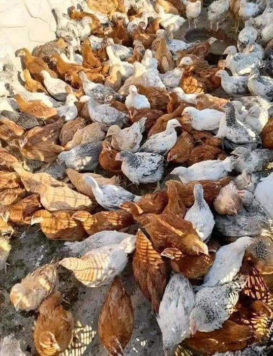 Vând puii de carne,puii porumbac . Bacau • OLX.ro