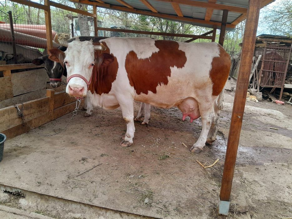 Foarte cuminte la muls !Baltata Românească Valeni • OLX.ro