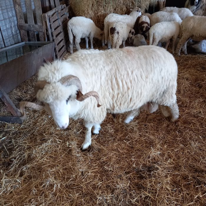 Berbeci de vânzare Salicea • OLX.ro