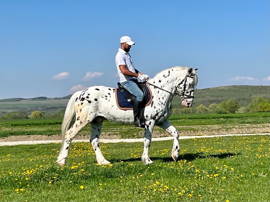 Cal Appaloosa echitatie călărie Brasov • OLX.ro