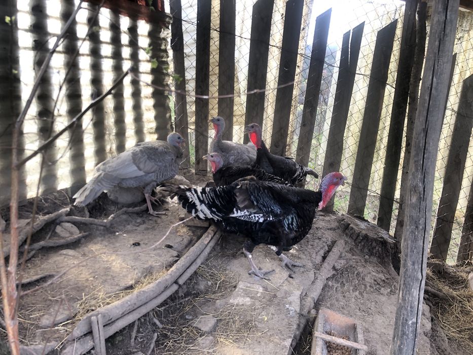 Oua de curca pentru incubat Petrosani • OLX.ro