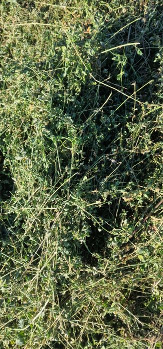 Baloti rotunzi lucerna coasa 1 Archid • OLX.ro