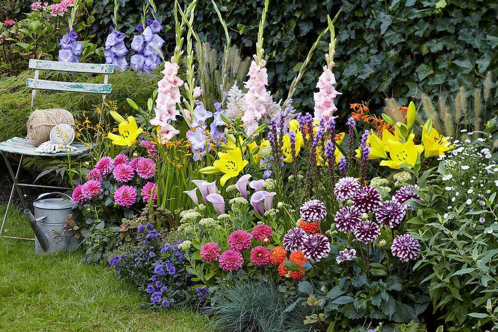 Bulbi Flori Vara Gladiole Crini Dalia Canna Iris Bujori Crin African ...