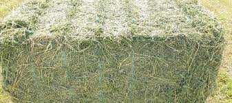 Vand lucerna, gaini, rate Campia Turzii • OLX.ro