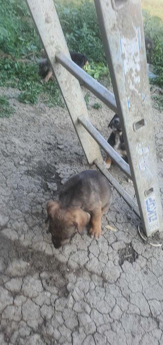 Donez caine ( femela) copoi ardelenesc Cluj-Napoca • OLX.ro