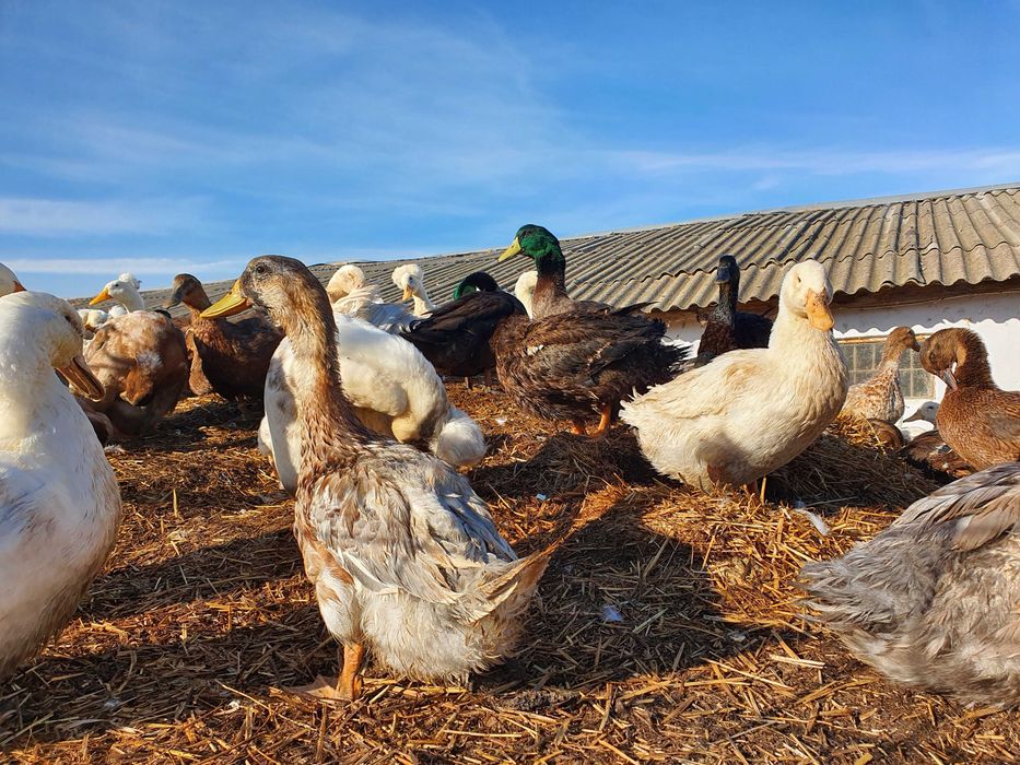 Boboci de rață gigant Isabella XXL Tulcea • OLX.ro