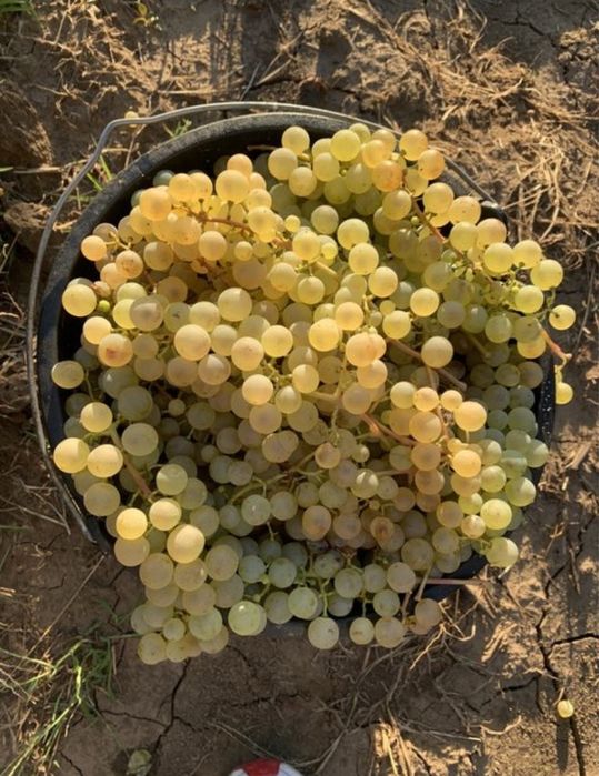 Struguri de vin direct din podgorii 2025 Mizil • OLX.ro