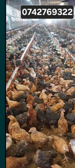 Pui albi, pui colorat, rate de vanzare Buzau • OLX.ro