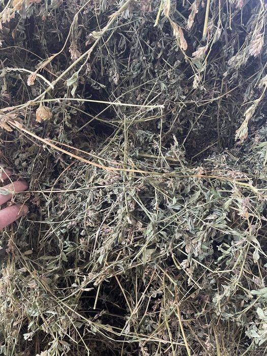 Baloti lucerna mari de 125x125 Alesd • OLX.ro