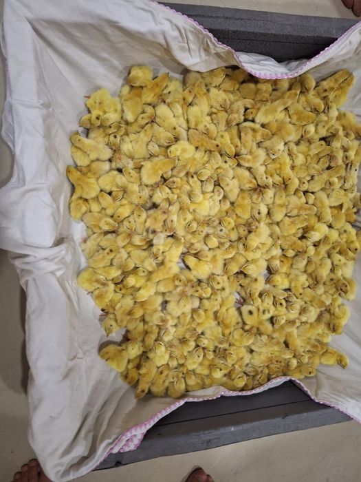 prepelite de vanzare ' Anunturi ' OLX.ro