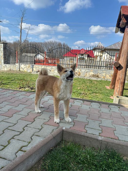 Akita Inu - Mascul Pitesti • OLX.ro