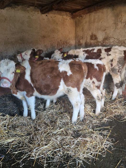 Vând 3 vitele genetica top Foeni • OLX.ro