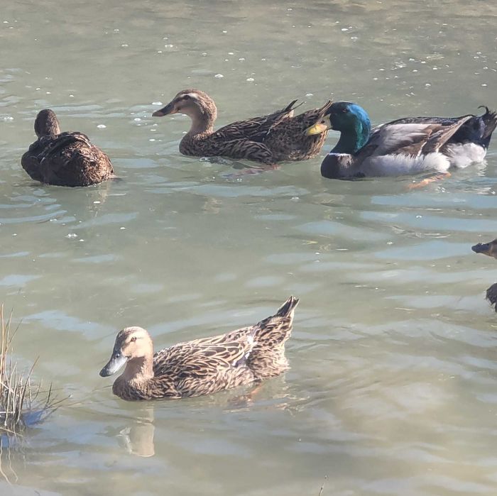 Rate rouen / rata rouen / ruien / ruen , pui/ boboci sau oua incubat ...