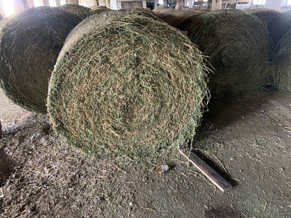 Baloti lucerna, paie si coceni Maicanesti • OLX.ro