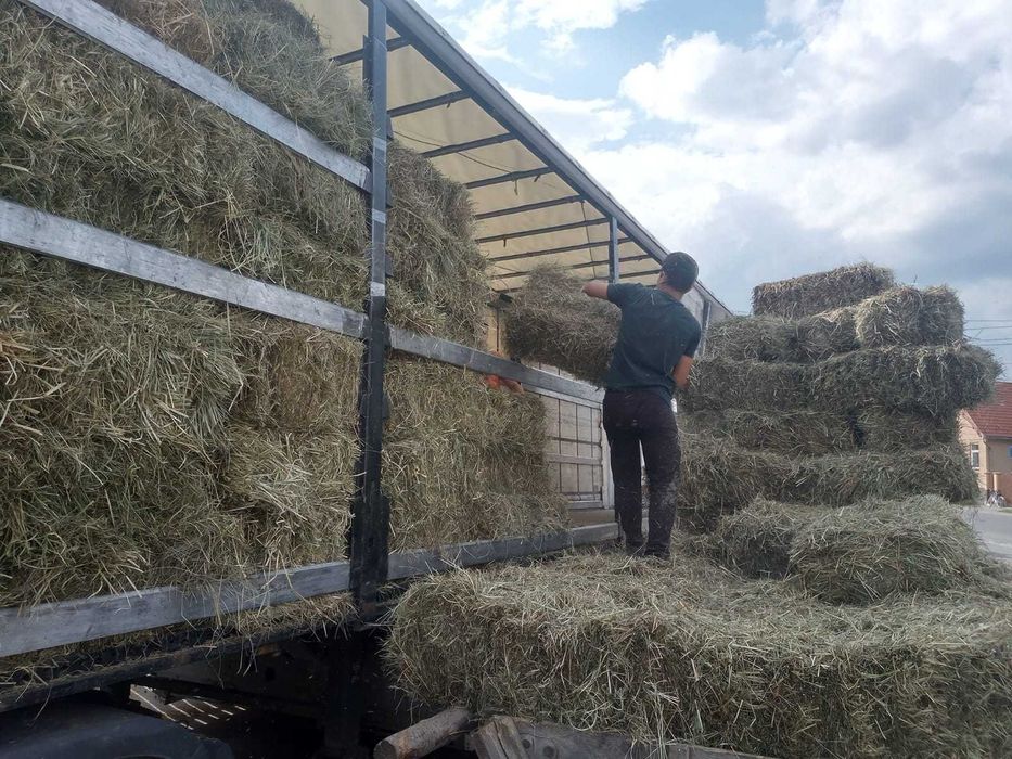 Baloti de lucerna.Fan.Paie.Coceni.Transp.incl.Rot si Drept Drobeta ...