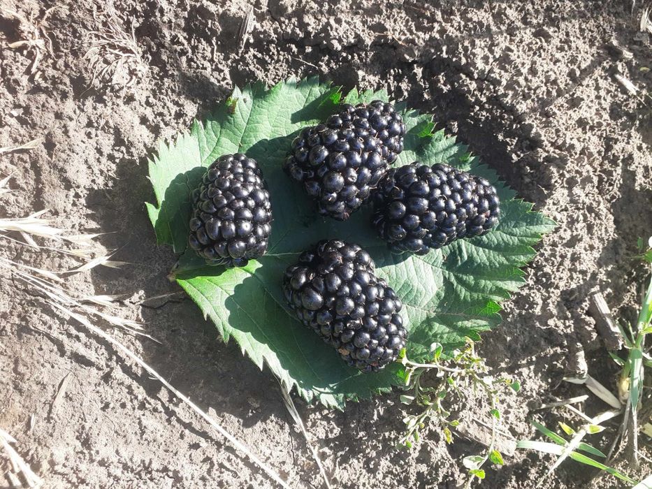 Butasi & Drajoni MUR Thornfree ( fără spini ) Ramnicu Sarat • OLX.ro