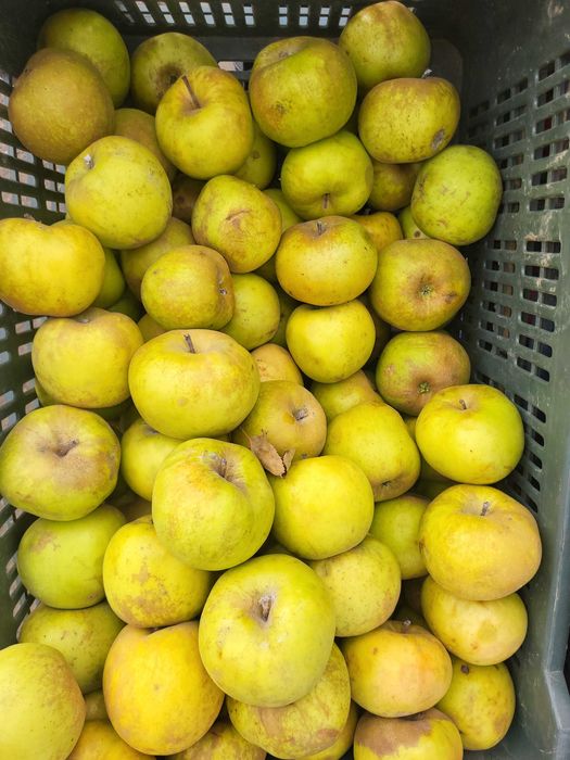 Mere Renet , Golden , Florina Voinesti • OLX.ro