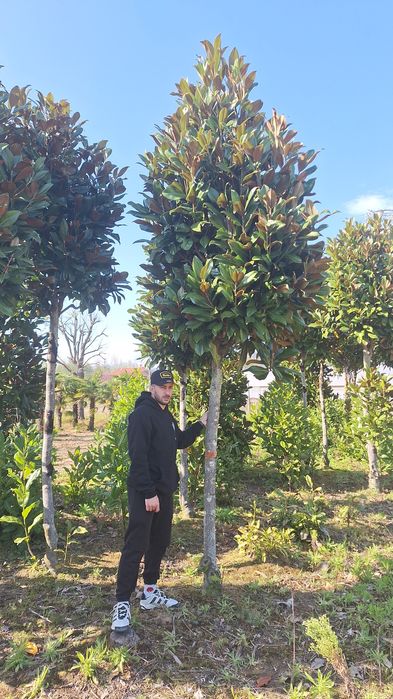 Magnolia grandiflora copac înălțime 5-6 m Snagov • OLX.ro