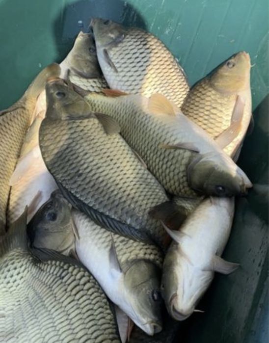 Vand peste viu proaspat Galati • OLX.ro