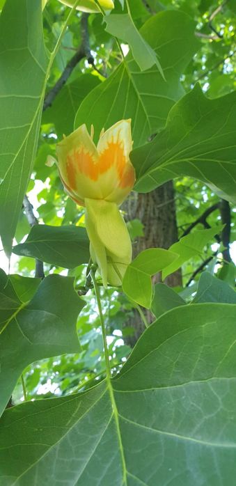 + 25 semințe tulipan, arbore de lalea (liriodendron tulipifera) Nou ...