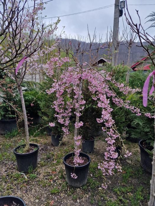 Cires japonez ( prunus serrulata kanzan ) copac cu flori roz, pendula ...
