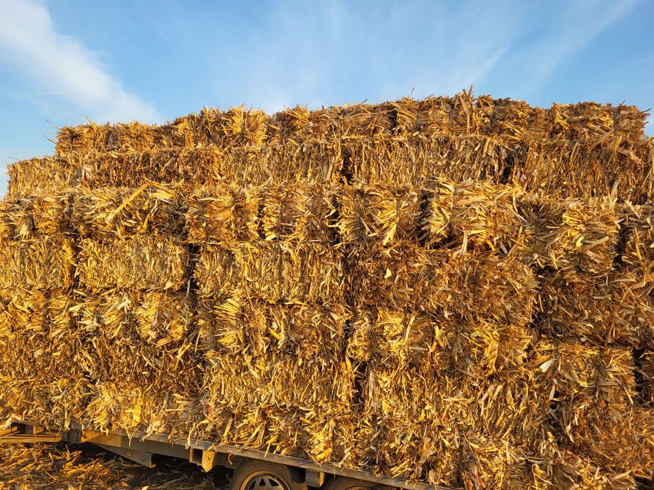 Baloti coceni porumb Puiestii de Jos • OLX.ro