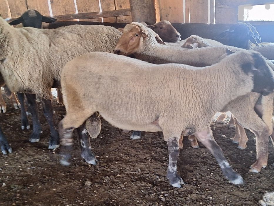 Berbeci de vanzare Focsani • OLX.ro